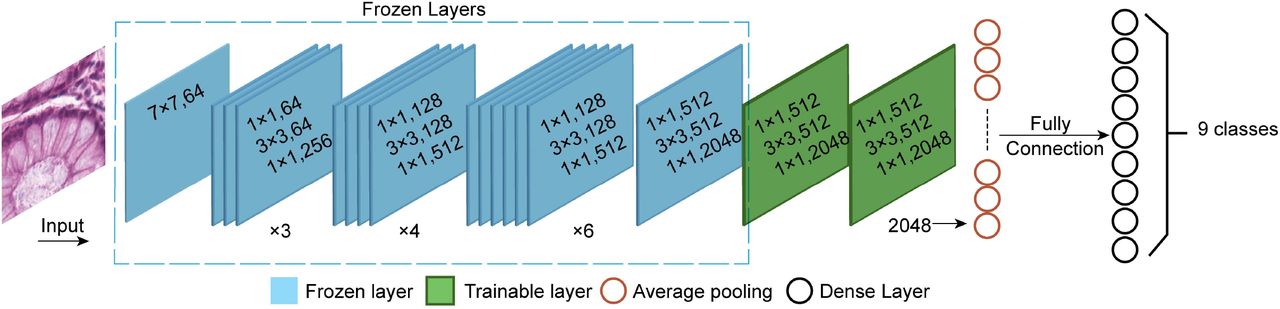 Enhancing CRC image classification using CNN - Radwan Al-Shawesh